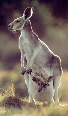 Curiosidades y fotos de animales: Canguro