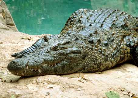 Curiosidades y fotos de animales: Cocodrilo