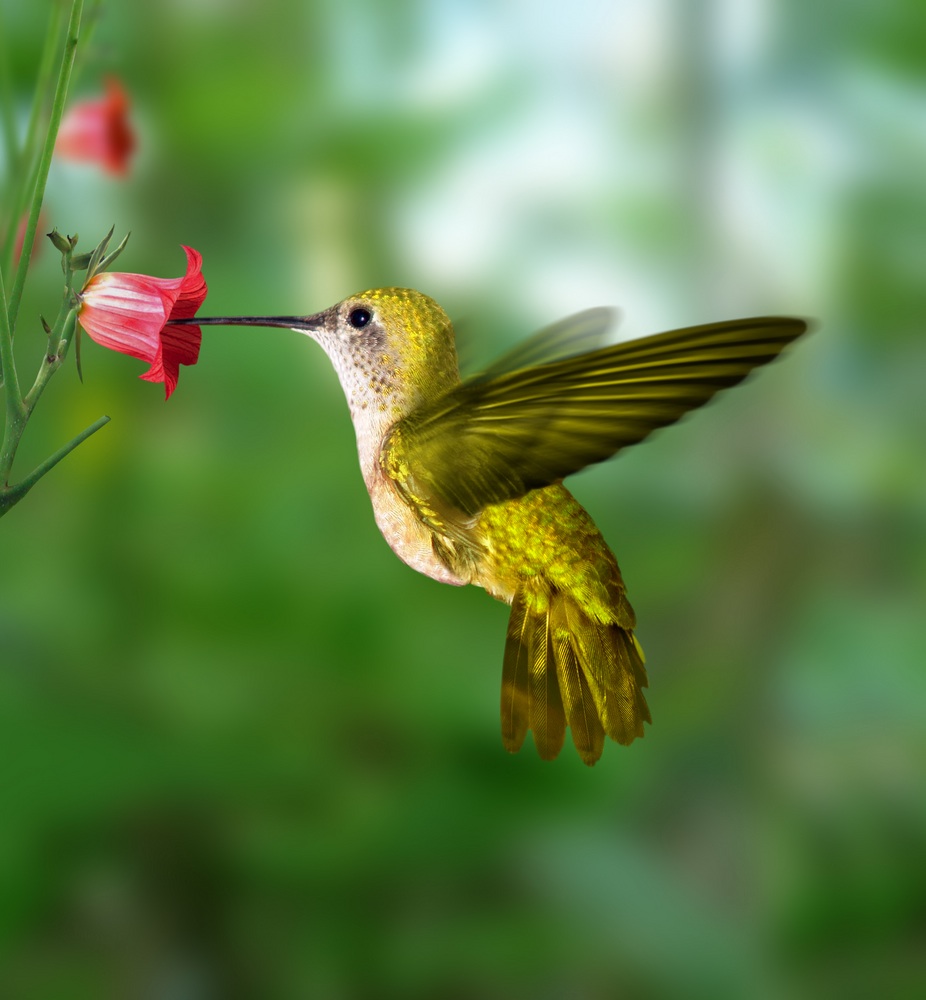 Curiosidades y fotos de animales: Colibrí