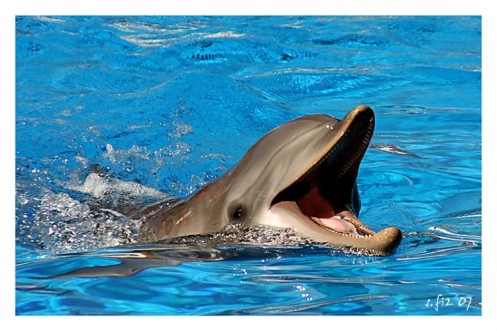 Curiosidades y fotos de animales: Delfín
