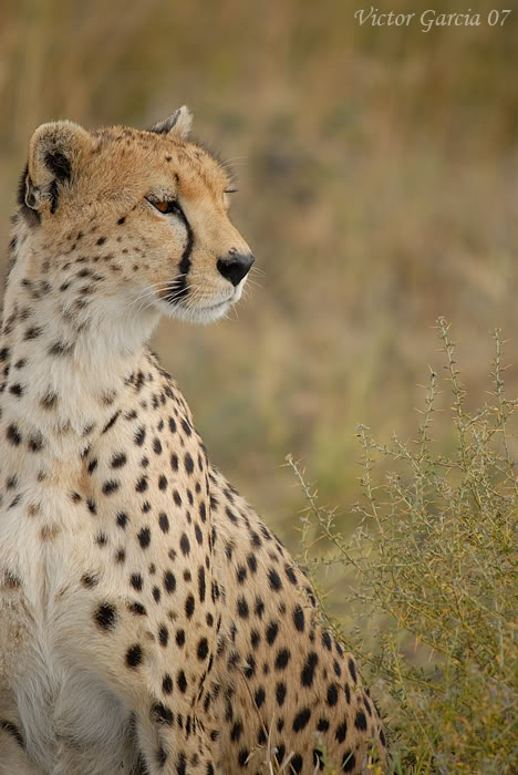 Curiosidades y fotos de animales: Guepardo