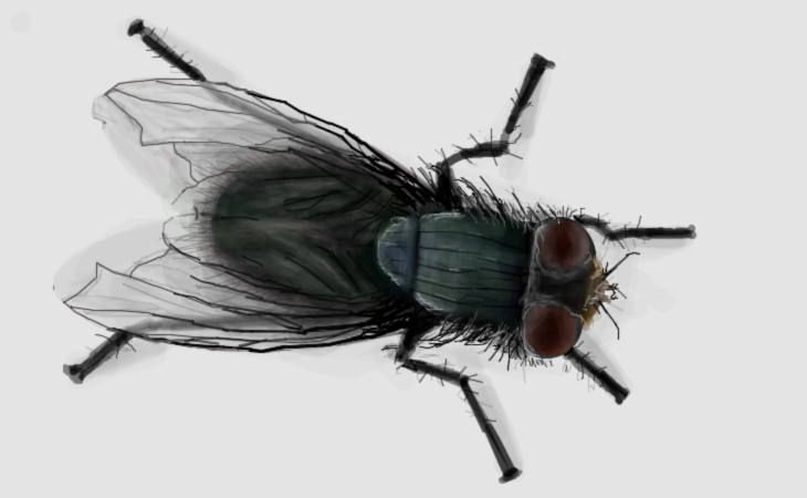 Curiosidades y fotos de animales: Mosca