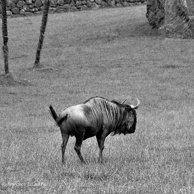 Curiosidades y fotos de animales: Ñu