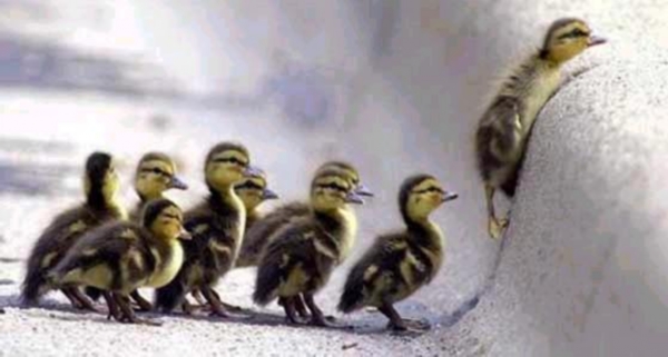 Fotos de patos bebés - Imagui