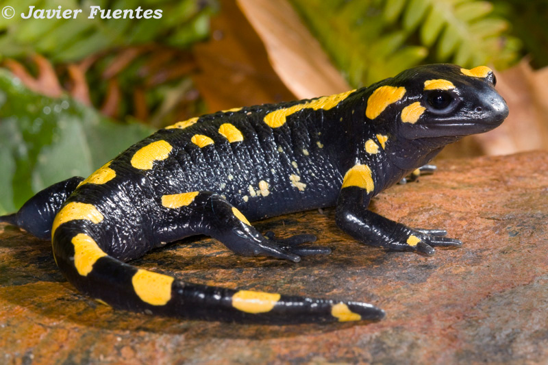 Curiosidades y fotos de animales: Salamandra