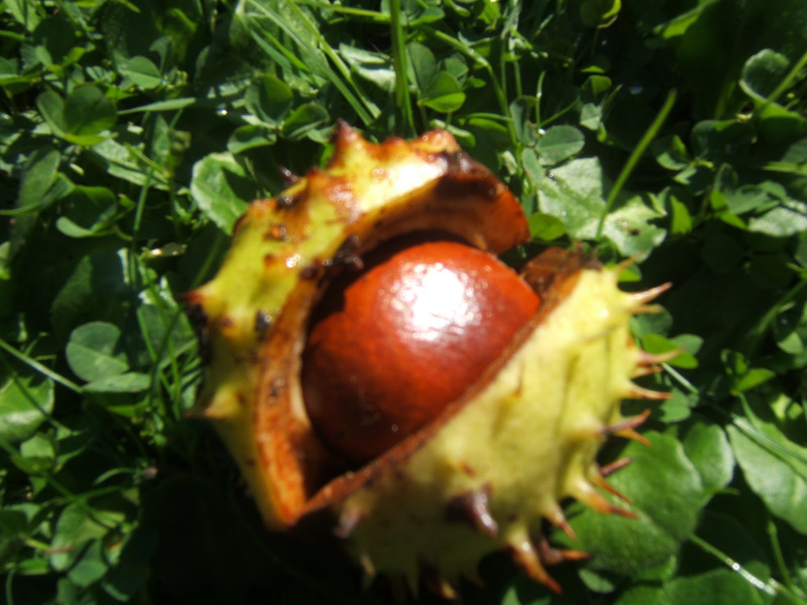 Little Sealed Packages: Conker