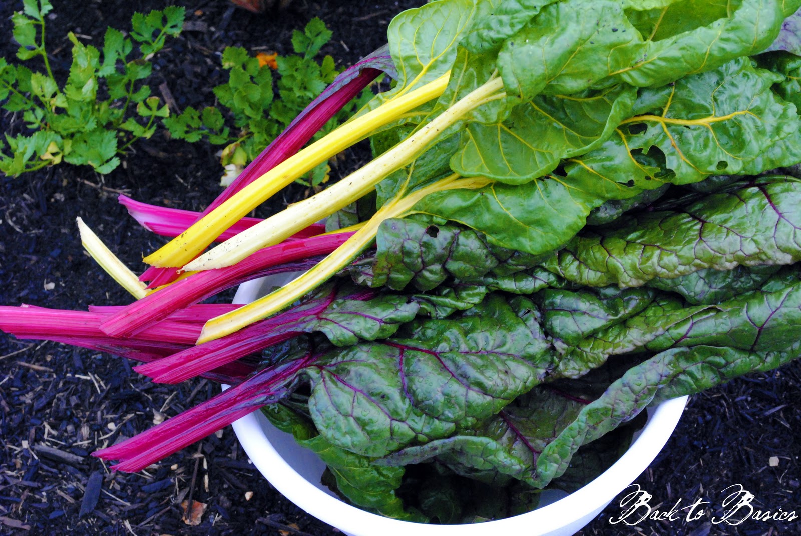 Back to Basics: Swiss Chard