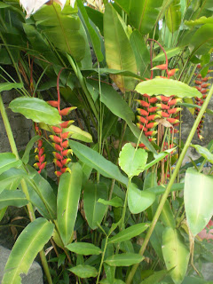 Laman teratak kesidang puteh: HELICONIA