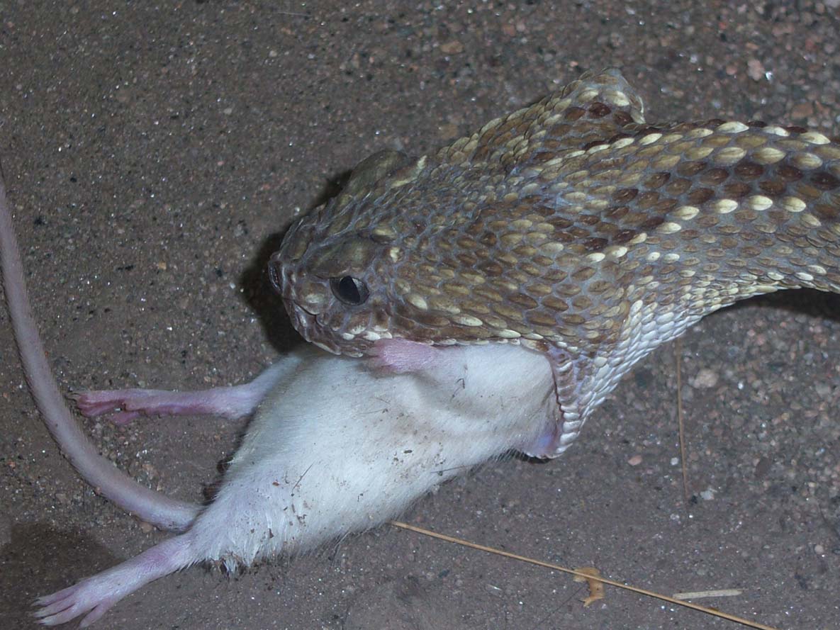 serpientes argentinas: SERPIENTE DE CASCABEL