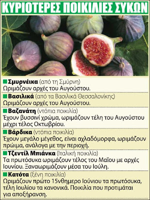Cyprus News with Graphics: ΚΥΠΡΙΑΚΑ ΣΥΚΑ!!!