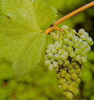 WINE:Reno Spiteri's Wineopolis.: A Taste of Italy:Campania (2)