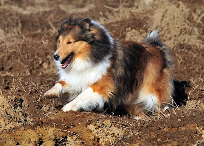 Laureate Shelties: A Little Bit Pregnant or A Whole Lot Fat?