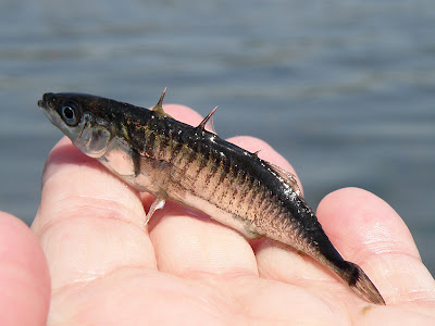 The Elusive Guanaco: Cool Fish - Rapid Evolution, Stickleback and ...