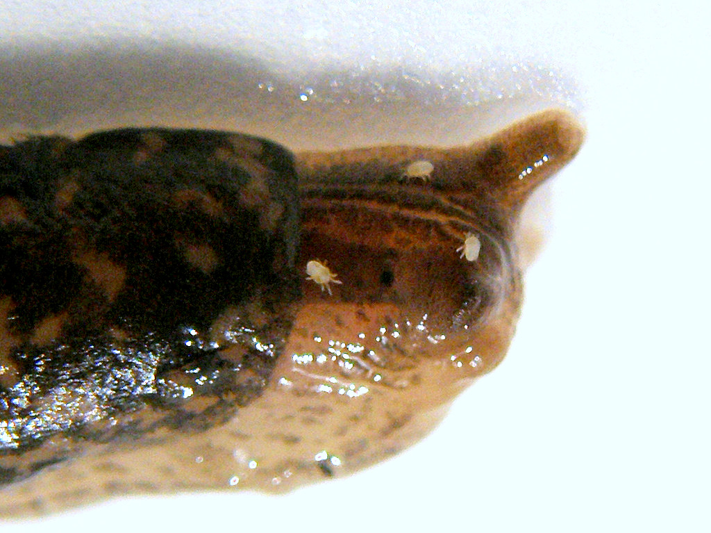 Wanderin' Weeta (With Waterfowl and Weeds): Mitey slug killers