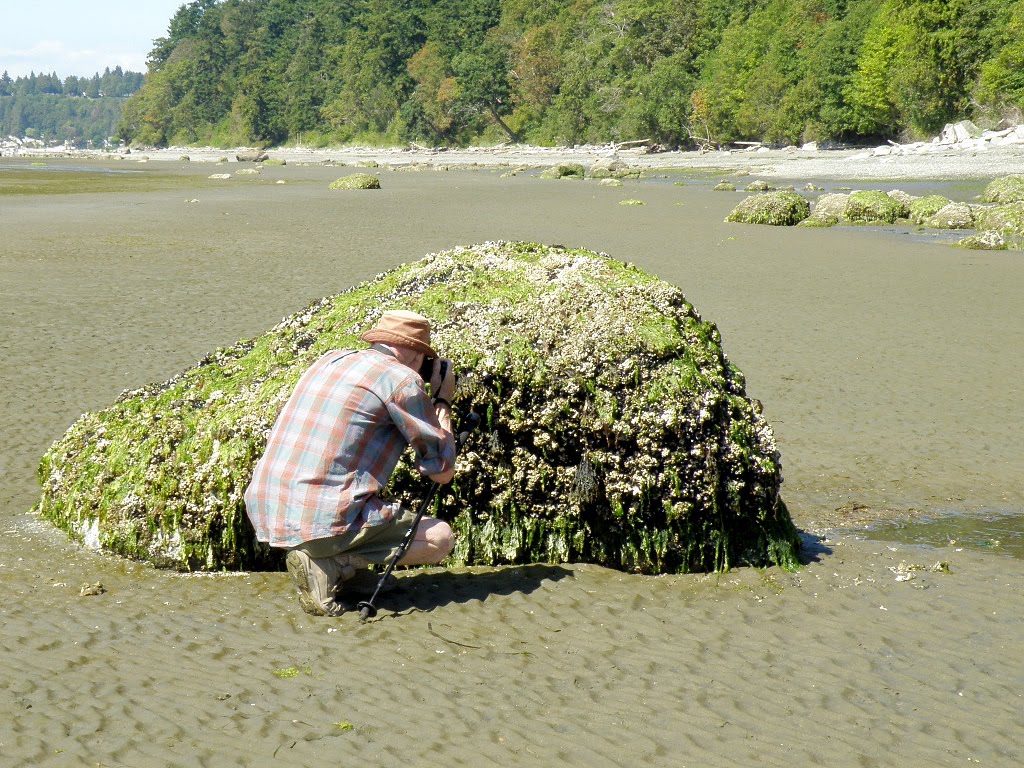 Wanderin' Weeta (With Waterfowl and Weeds): International Rock Flipping ...