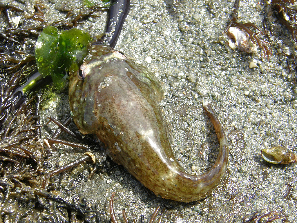Wanderin' Weeta (With Waterfowl and Weeds): Spinfish