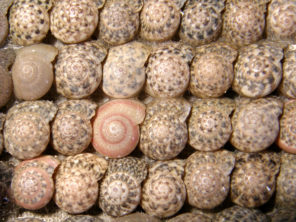 Wanderin' Weeta (With Waterfowl and Weeds): One thousand, four hundred ...