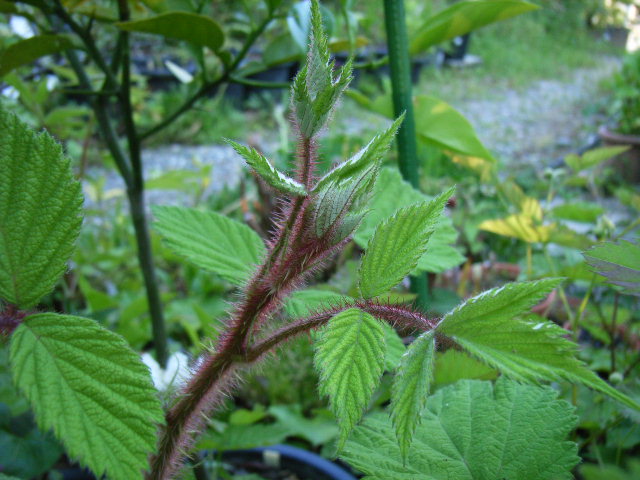 K-ichi's memo: キイチゴ 2010.5