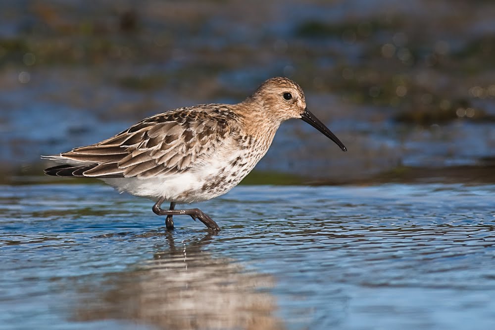 Peregrine's Bird Blog: Curlew Sandpipers and Dunlin