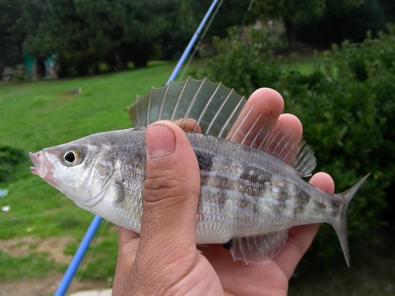 ETHIOPIA: İzmarit balığının küçüğü...