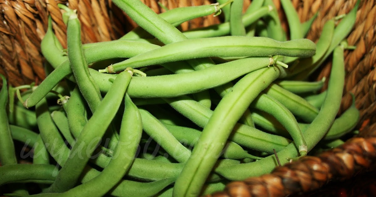 My New 30: Harvesting Blue Lake Green Beans