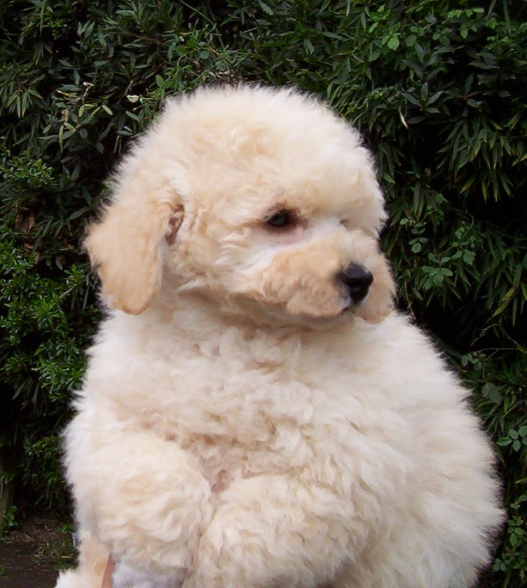 ADORABLE MASCOTA : COCKER SPANIEL