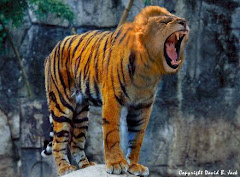 STOP GENETIC TAMPERING OF BIG CATS: Poor, poor kitties.
