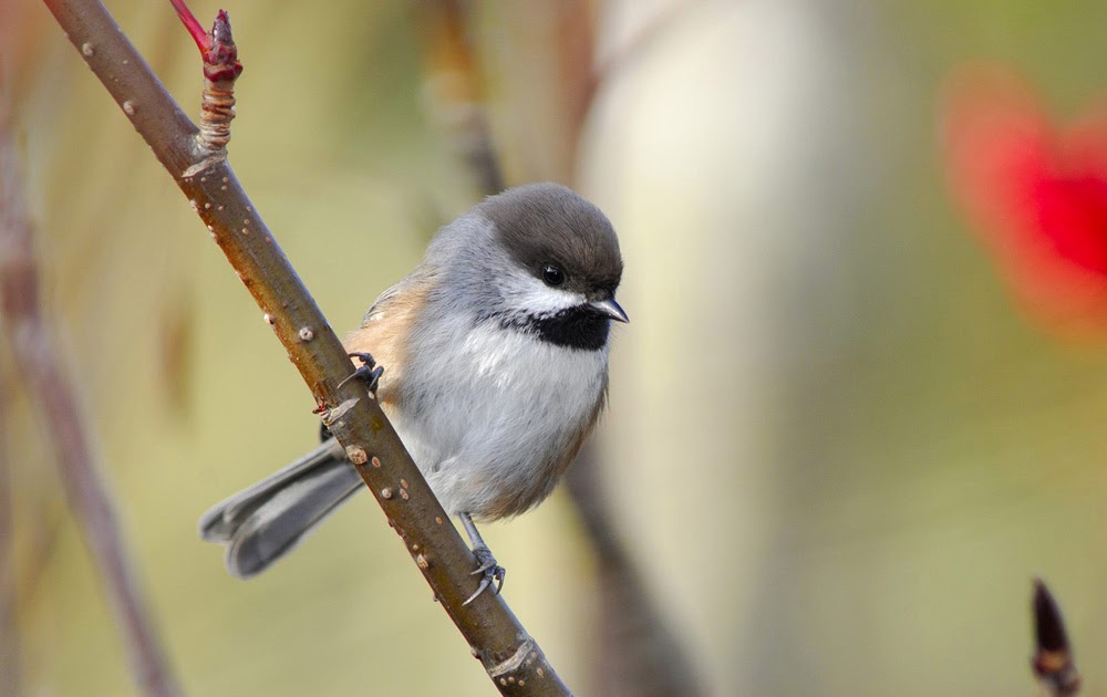 High quality Pictures, High Resolution Images, Beautiful Natural ...