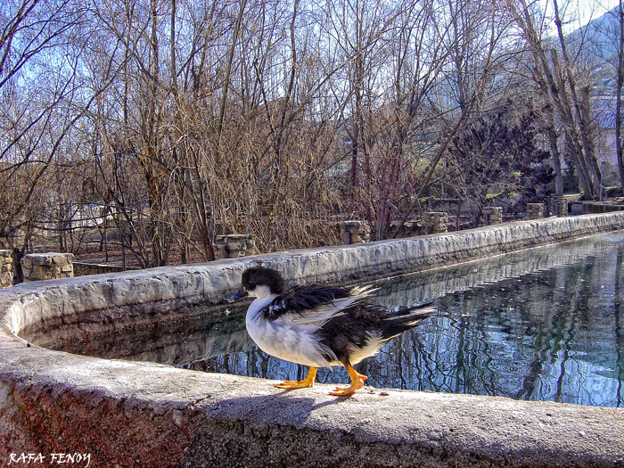 Flora y Fauna de Arbuniel (Jaén): Nacimiento río Arbuniel