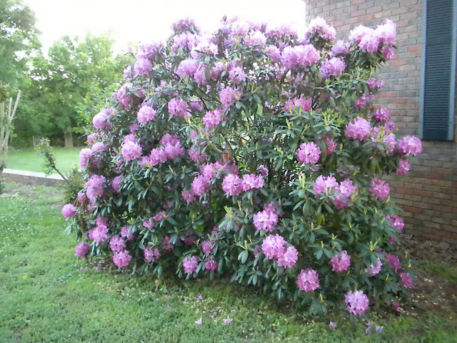 A Meek Perspective: Rhododendron Bush