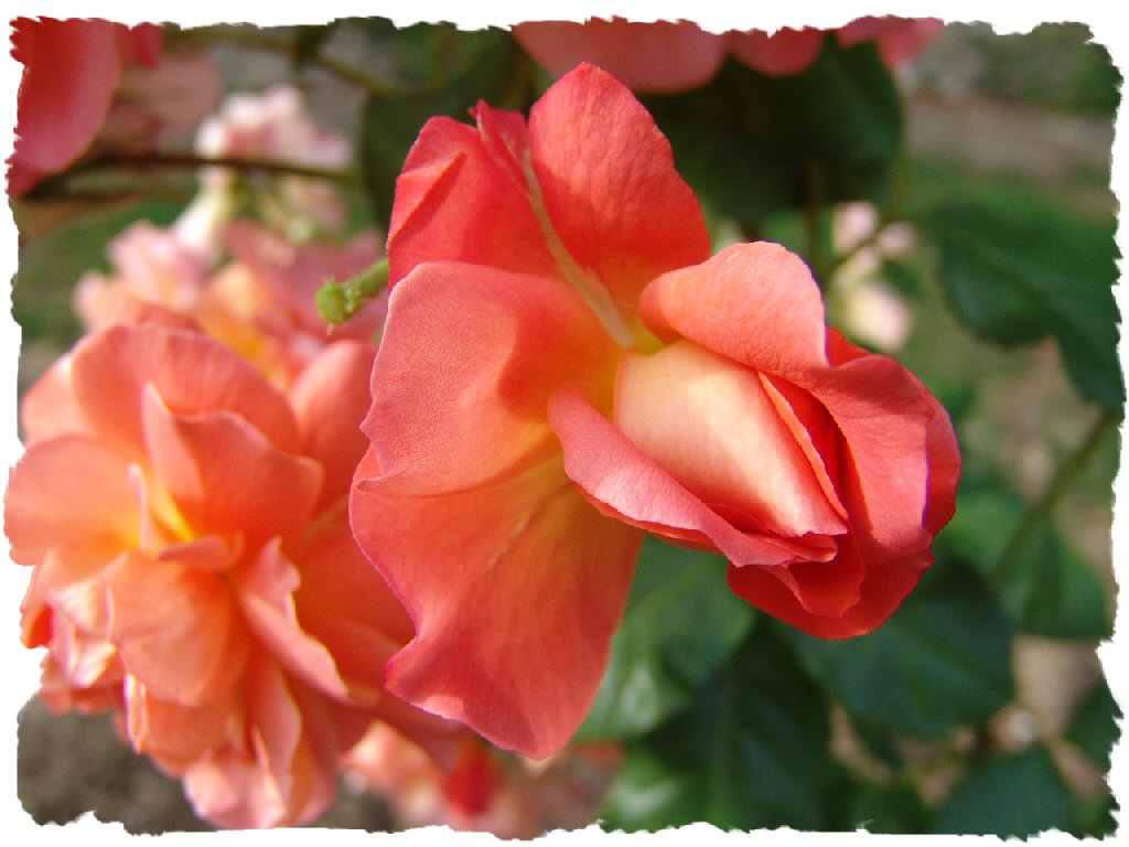La rose, fleur de beauté: 1000 roses au jardin