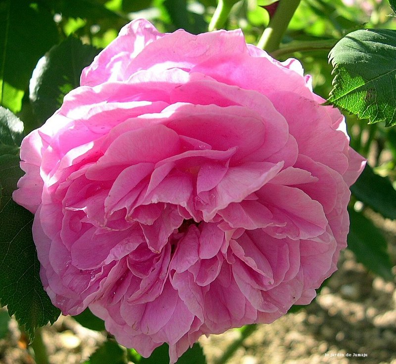 La rose, fleur de beauté: 1000 roses au jardin La rose, fleur de beauté: 1000 roses au jardin