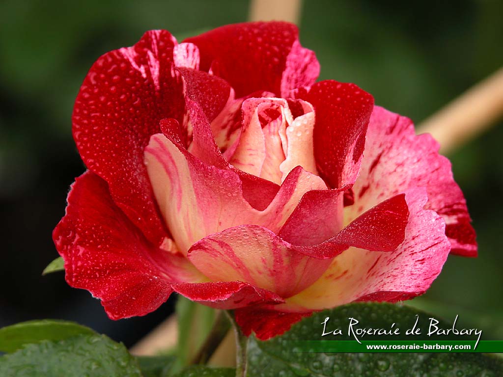 La rose, fleur de beauté: 1000 roses au jardin