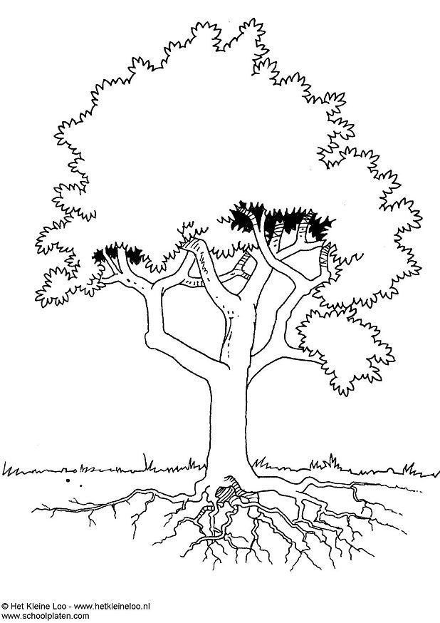 Tree Of Knowledge Coloring Pages
