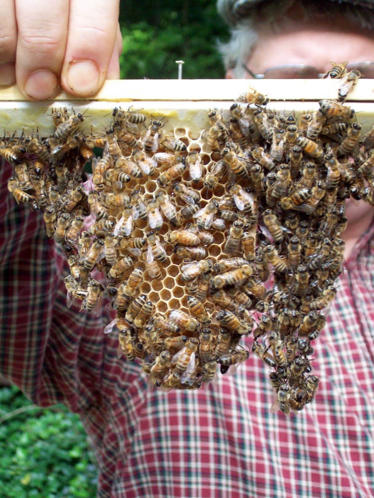 Through a Glass, Darkly: Bee Bearding