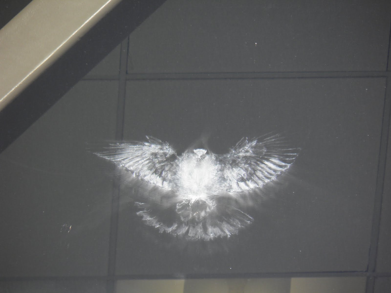 walking flagstaff: ghost bird at FMC bridge