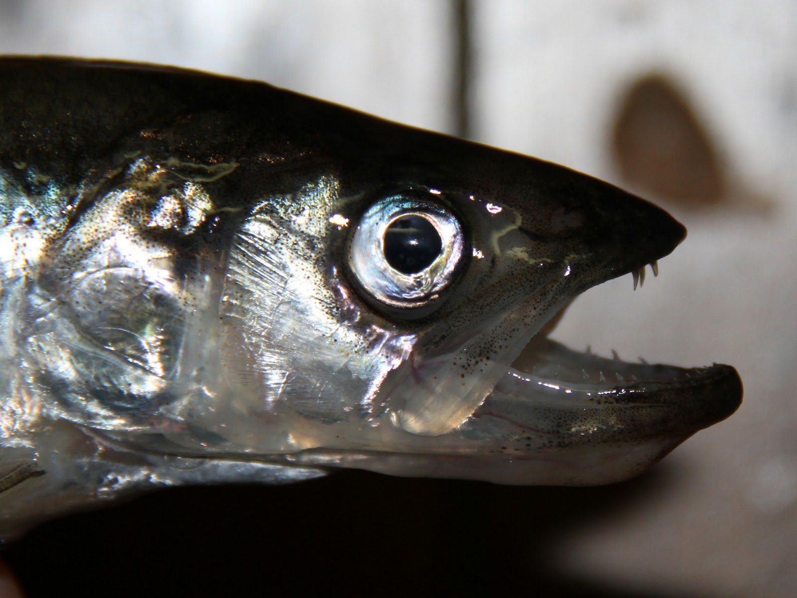 ShutterWi: Smelt fry ahead. "Film to follow...."