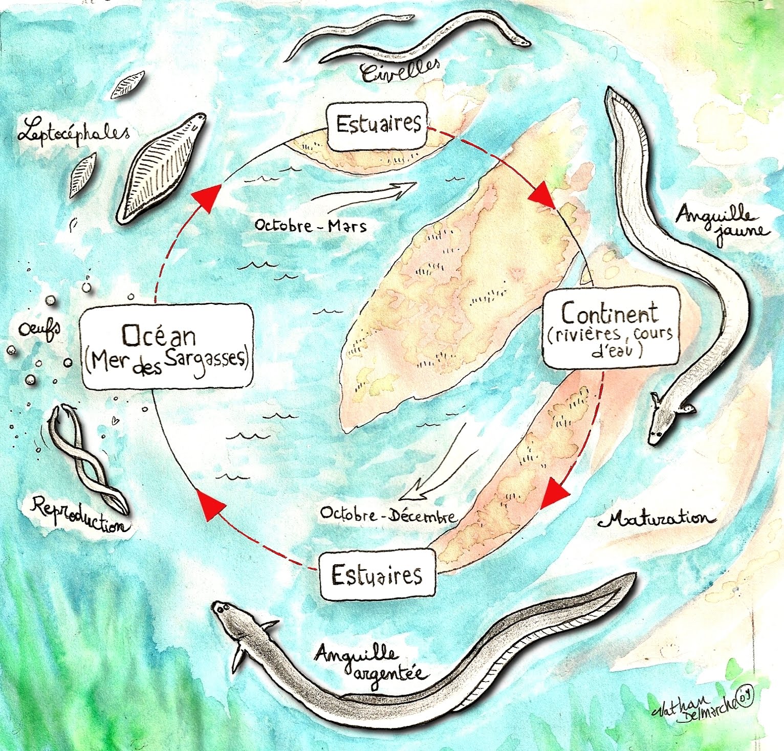 Nathan Delmarche Di Pietro: Le cycle des anguilles