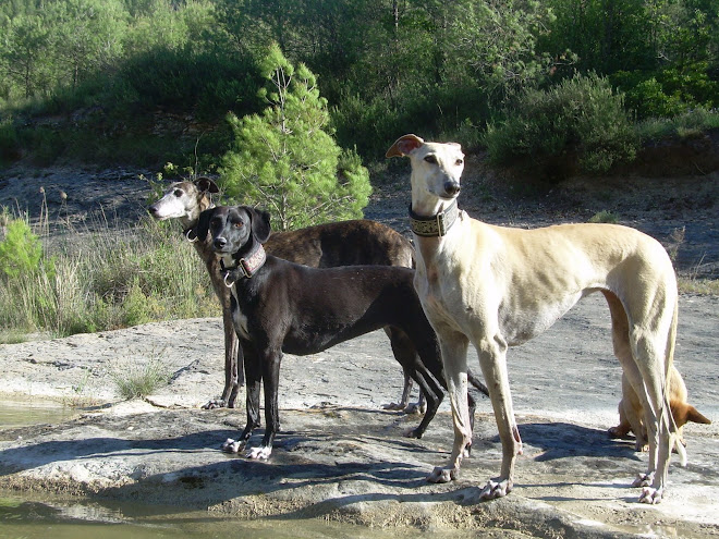 galgopassion: bebés galgos en adopción o acogida