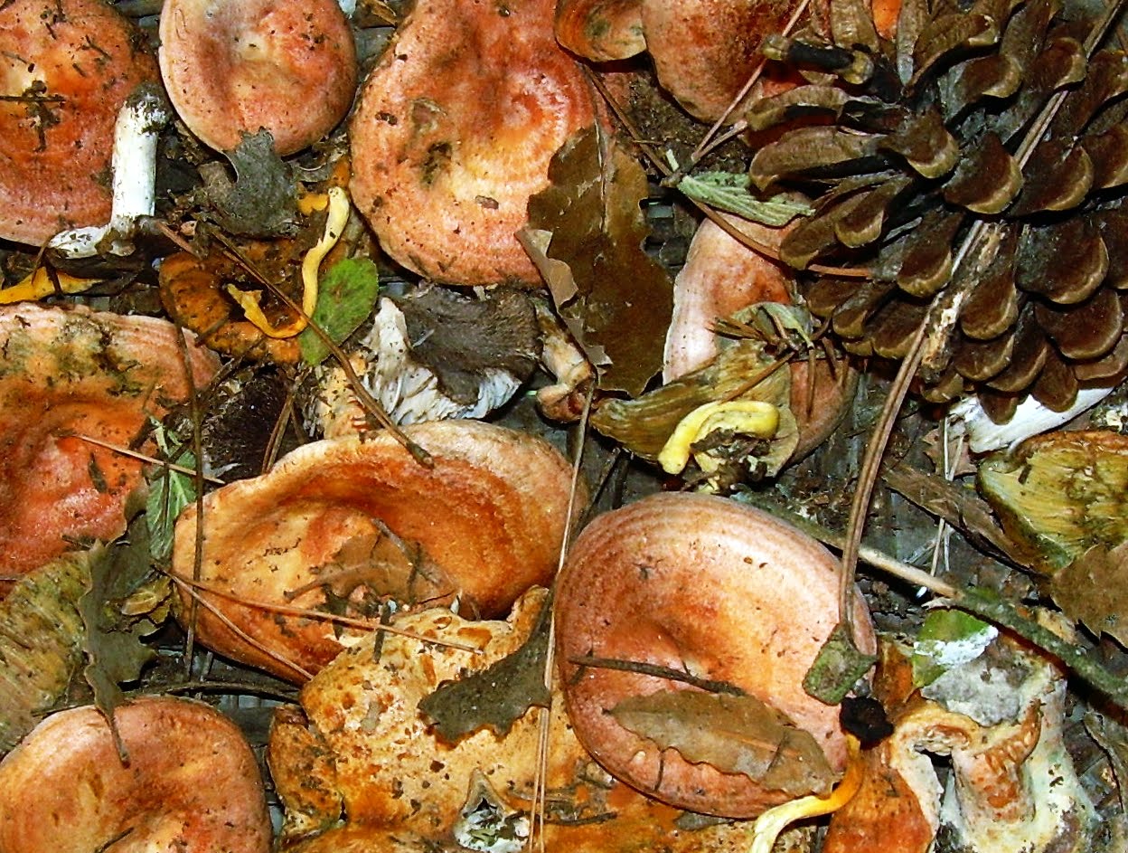 EL JARDIN DE CARMEN: SETAS ROVELLONS