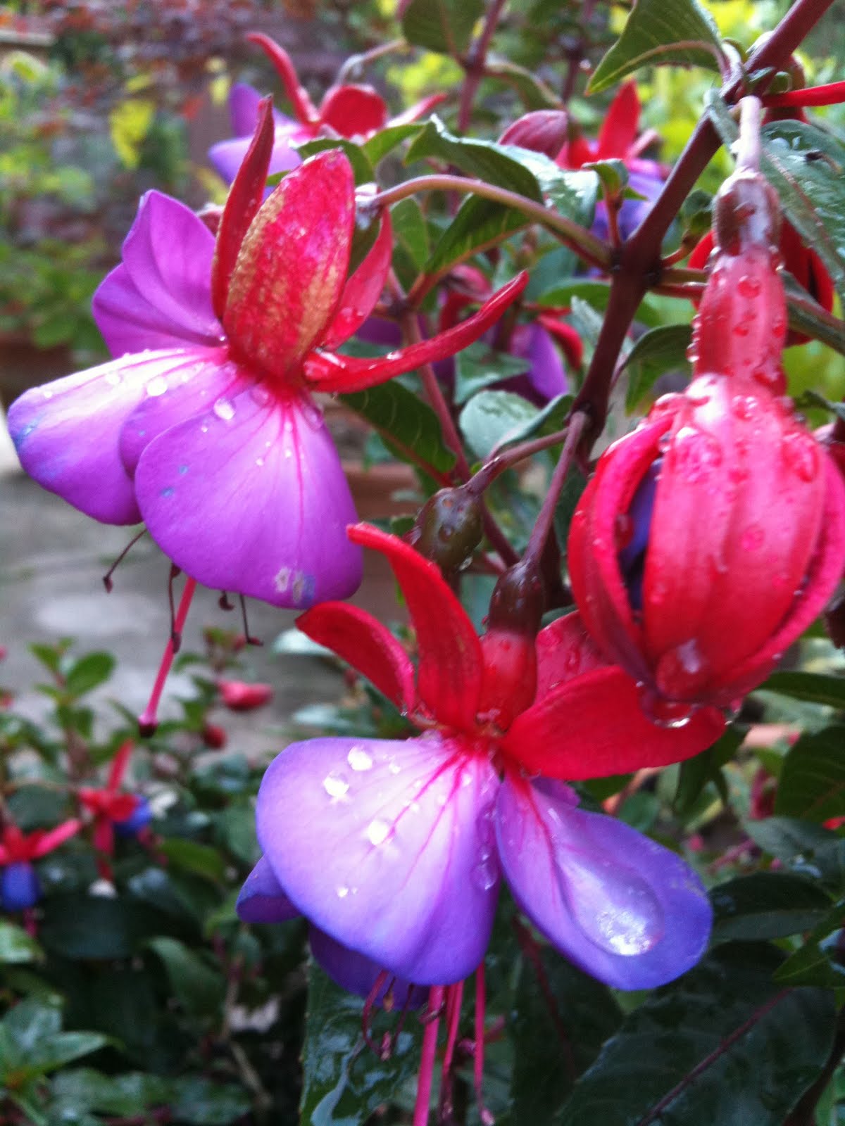Kind hearts are a garden: Fuchsia