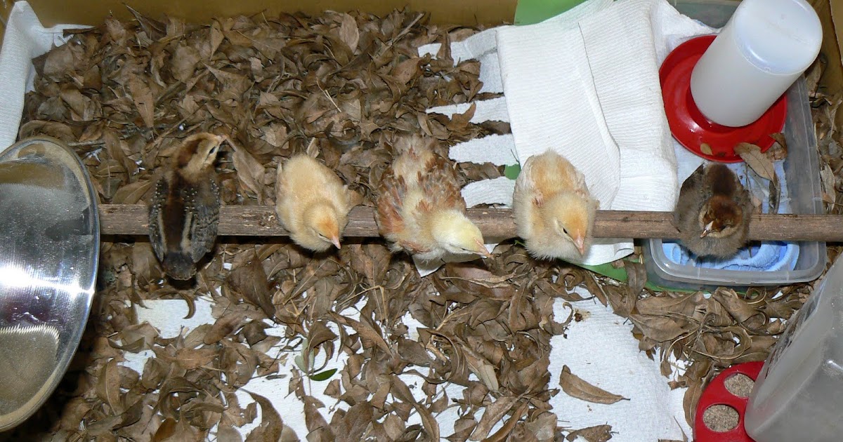 Having Fun at Home: Chicken Update: An Expanded Brood
