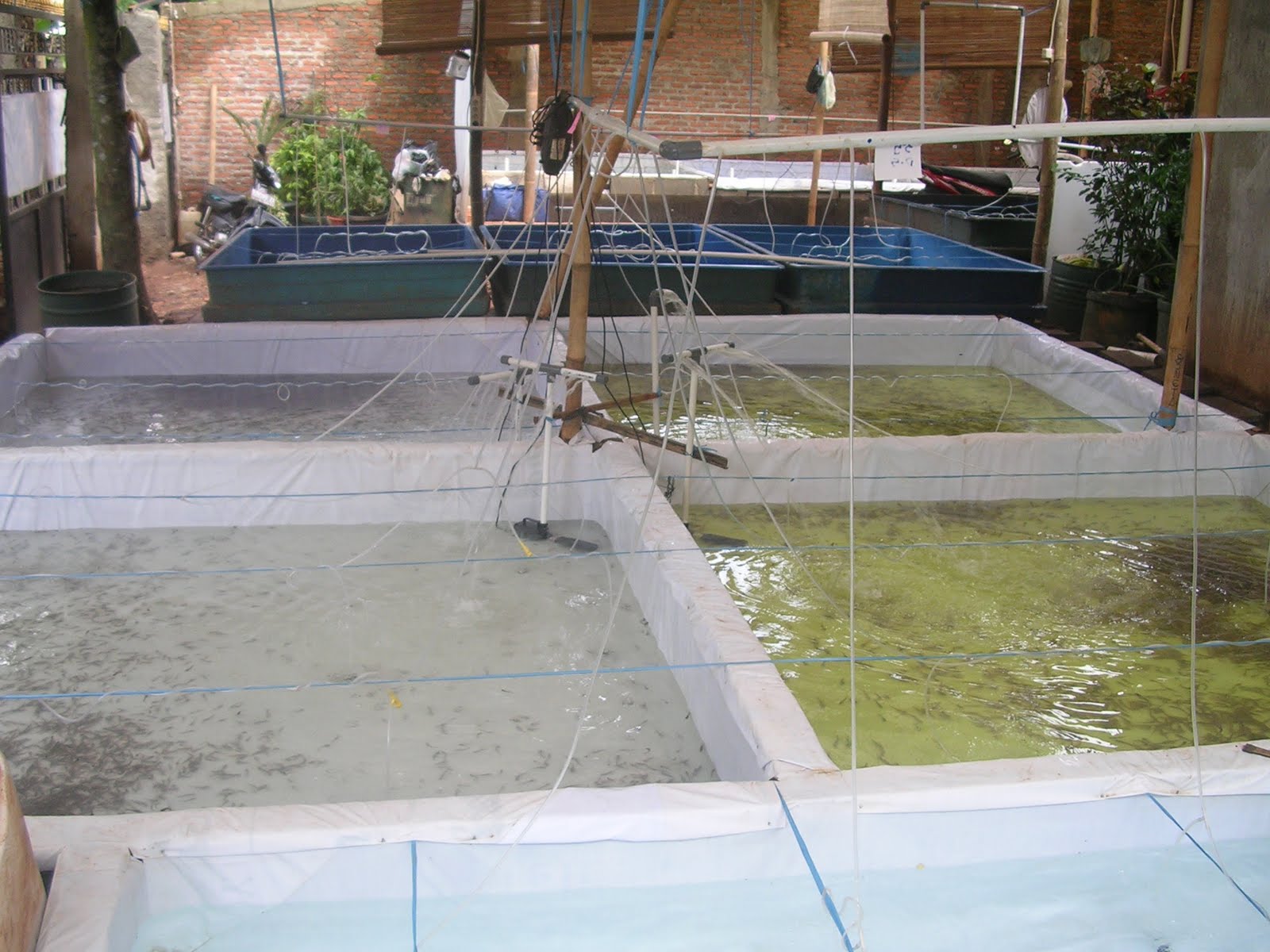 Rumah Lele: Bibit Rumah Lele