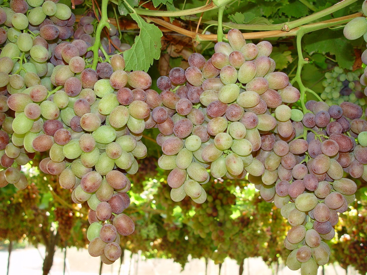 EL BLOG DE PHYTOMA: UVA TODAVÍA MÁS SALUDABLE Y APTA PARA EL CONSUMO ...