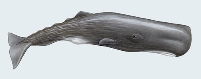 DENiZLER EFSANESi: iSPERMEÇET BALiNASI - SPERM WHALE