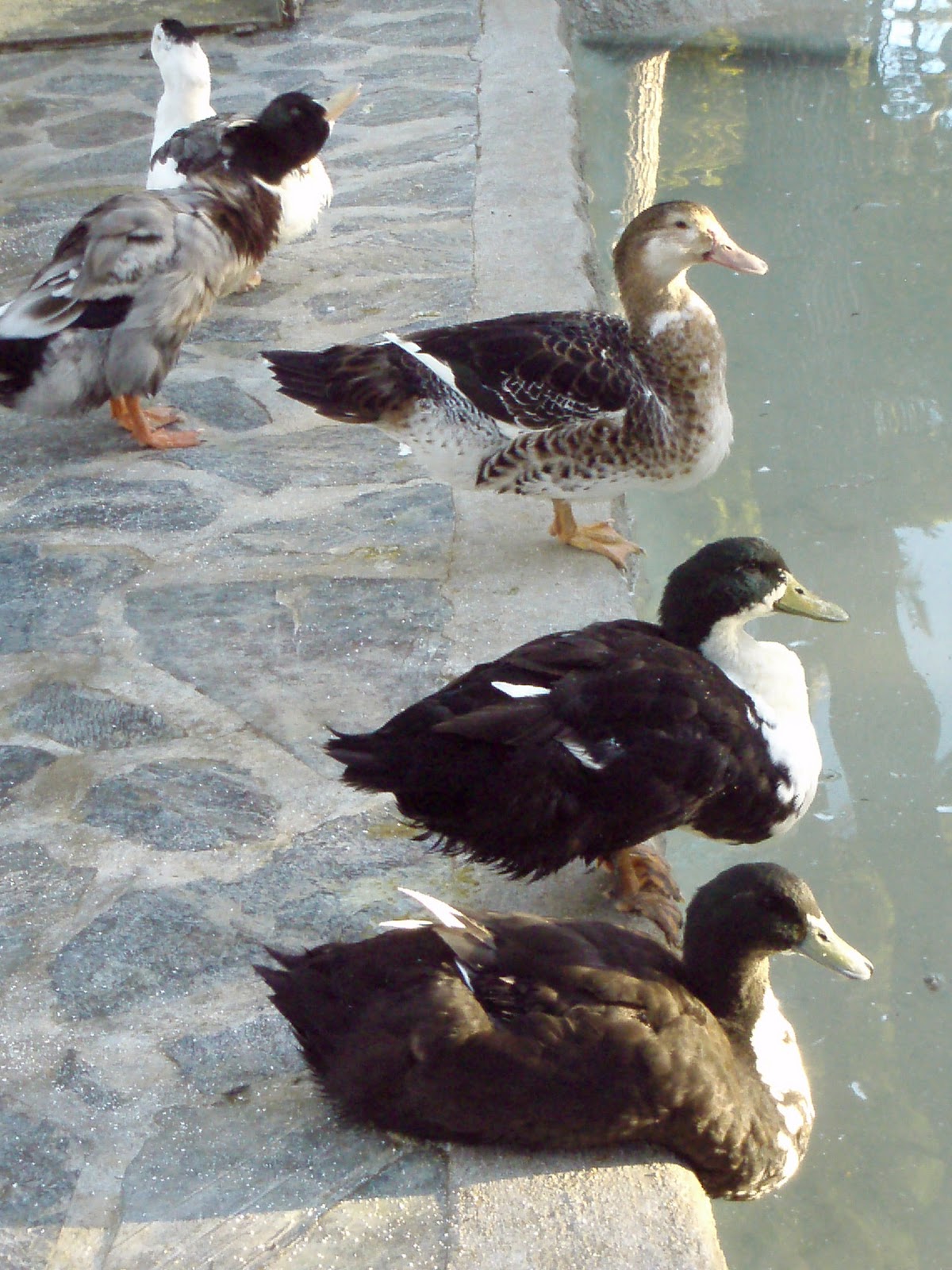 Dientes de león タンポポ: Patos ...