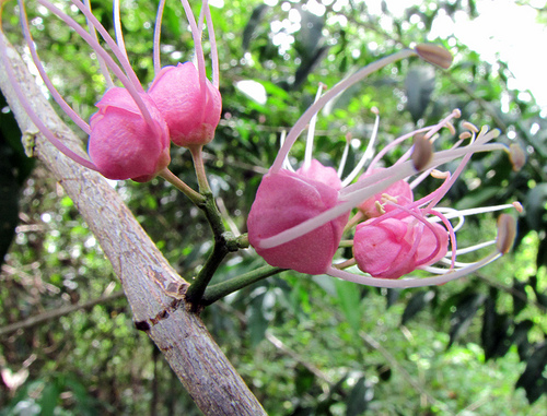 Work Cited - The Majestic Tropical Rain Forest Biome