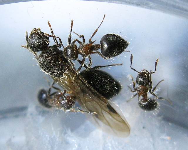 Photos and Info on Ants and Termites of Malaysia: Meranoplus