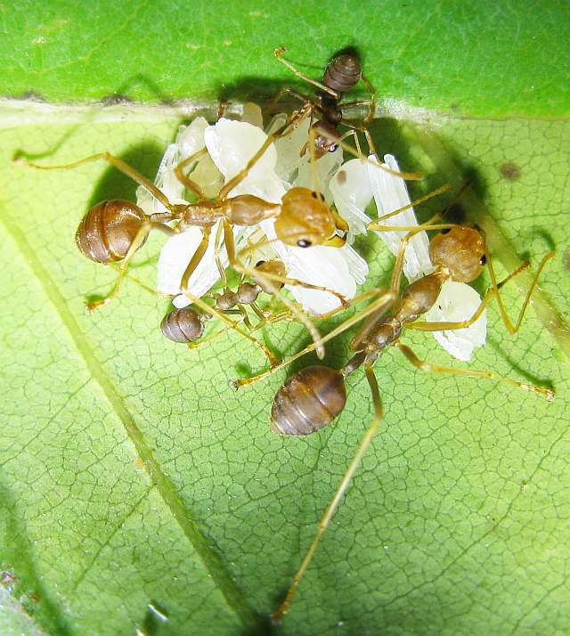 (DOCX) Photos and Info on Ants - DOKUMEN.TIPS