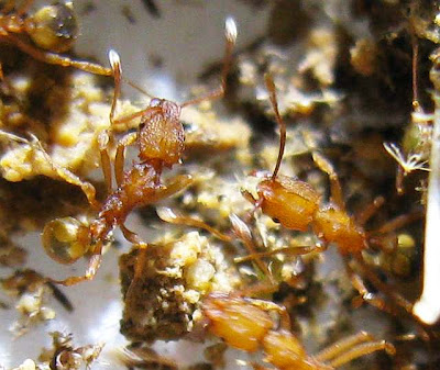 Photos and Info on Ants and Termites of Malaysia: Proatta Butteli